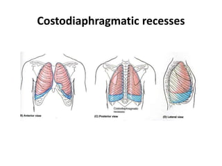 Pleura and its recesses | PPTX