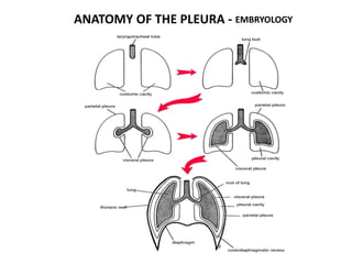 Pleural Recesses