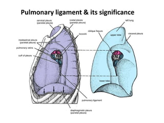 Pulmonary Ligament