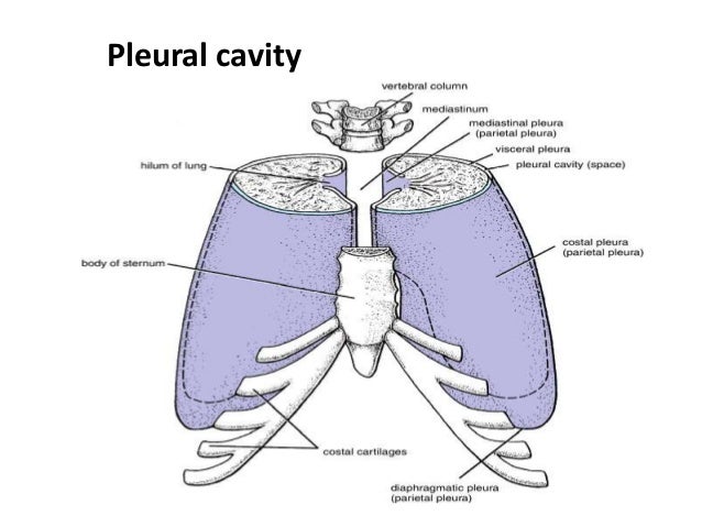 Pleural Recesses
