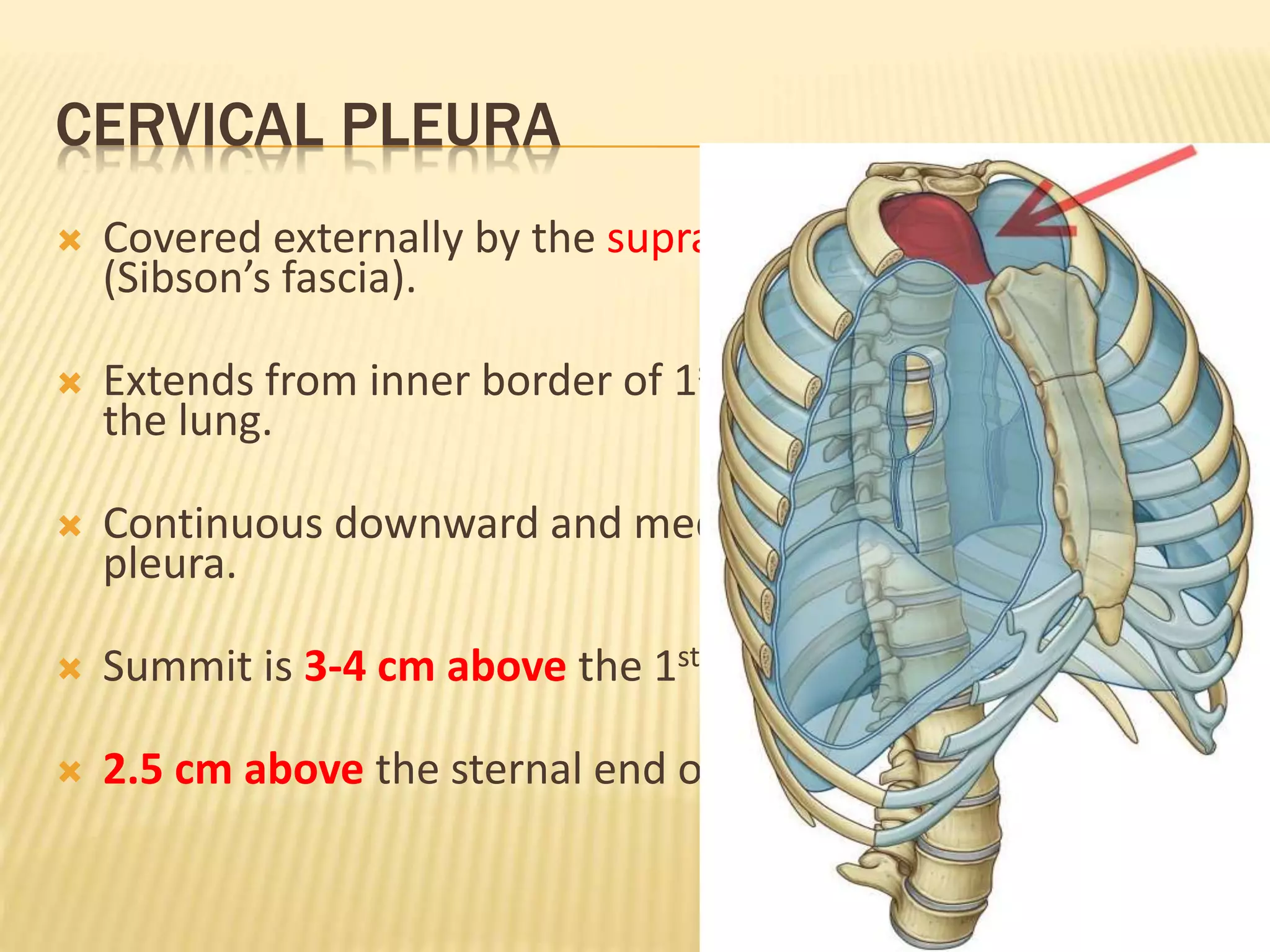 Pleura and lung | PPTX