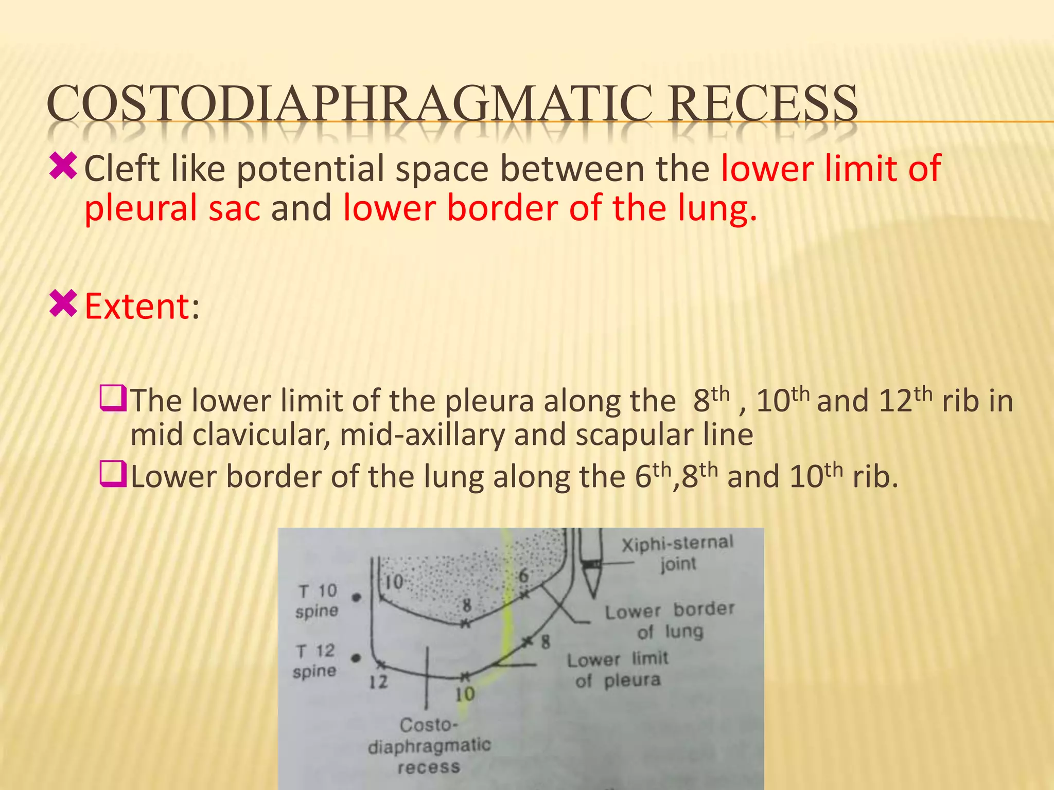 Pleura and lung | PPTX