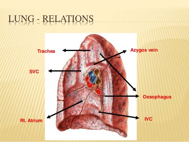 Pleura and lung