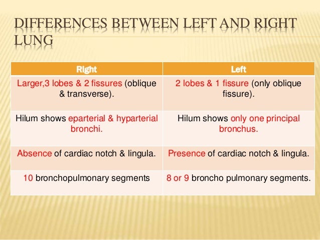 Pleura and lung