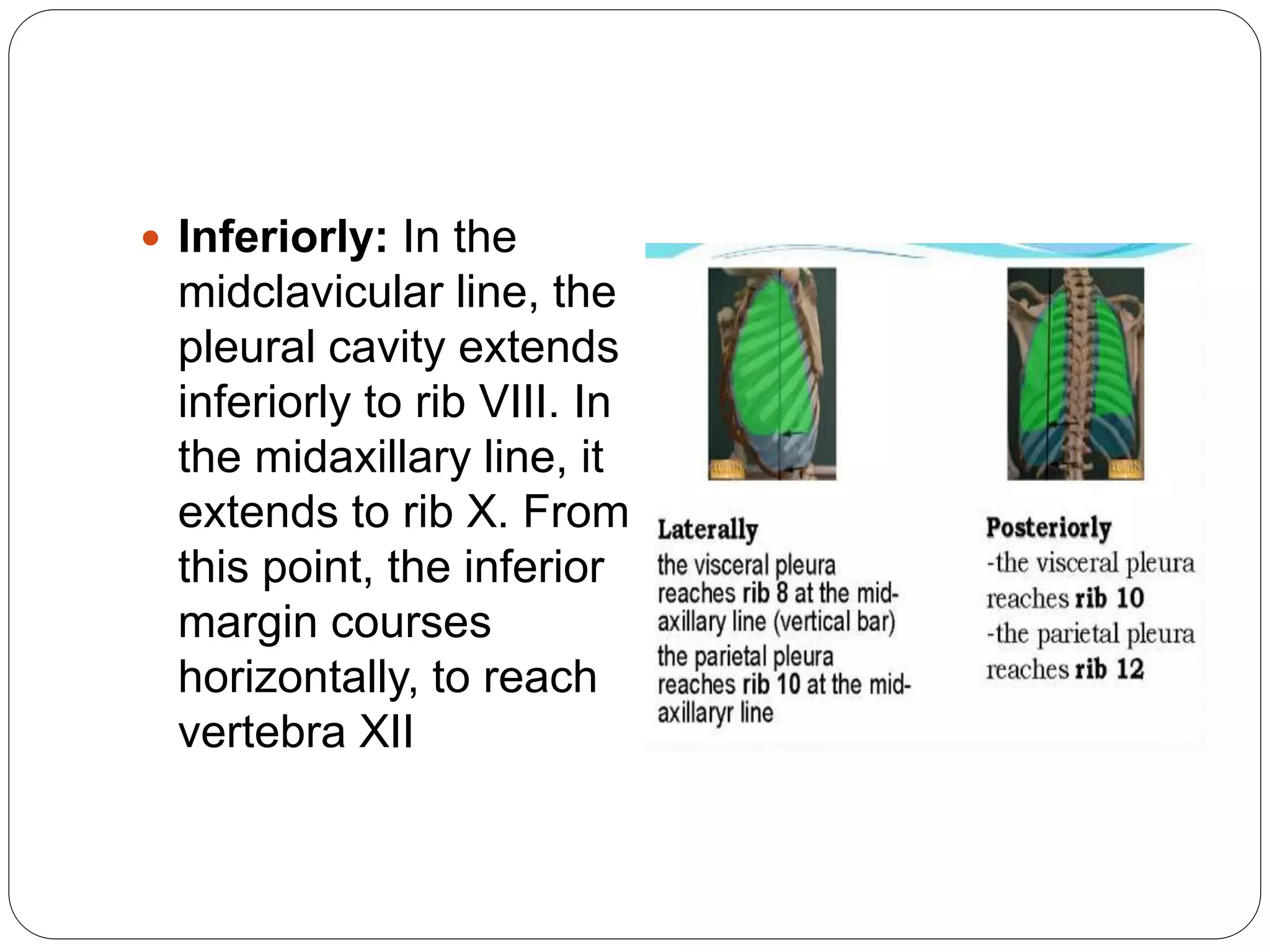 Pleura and pleural cavity copy | PPTX