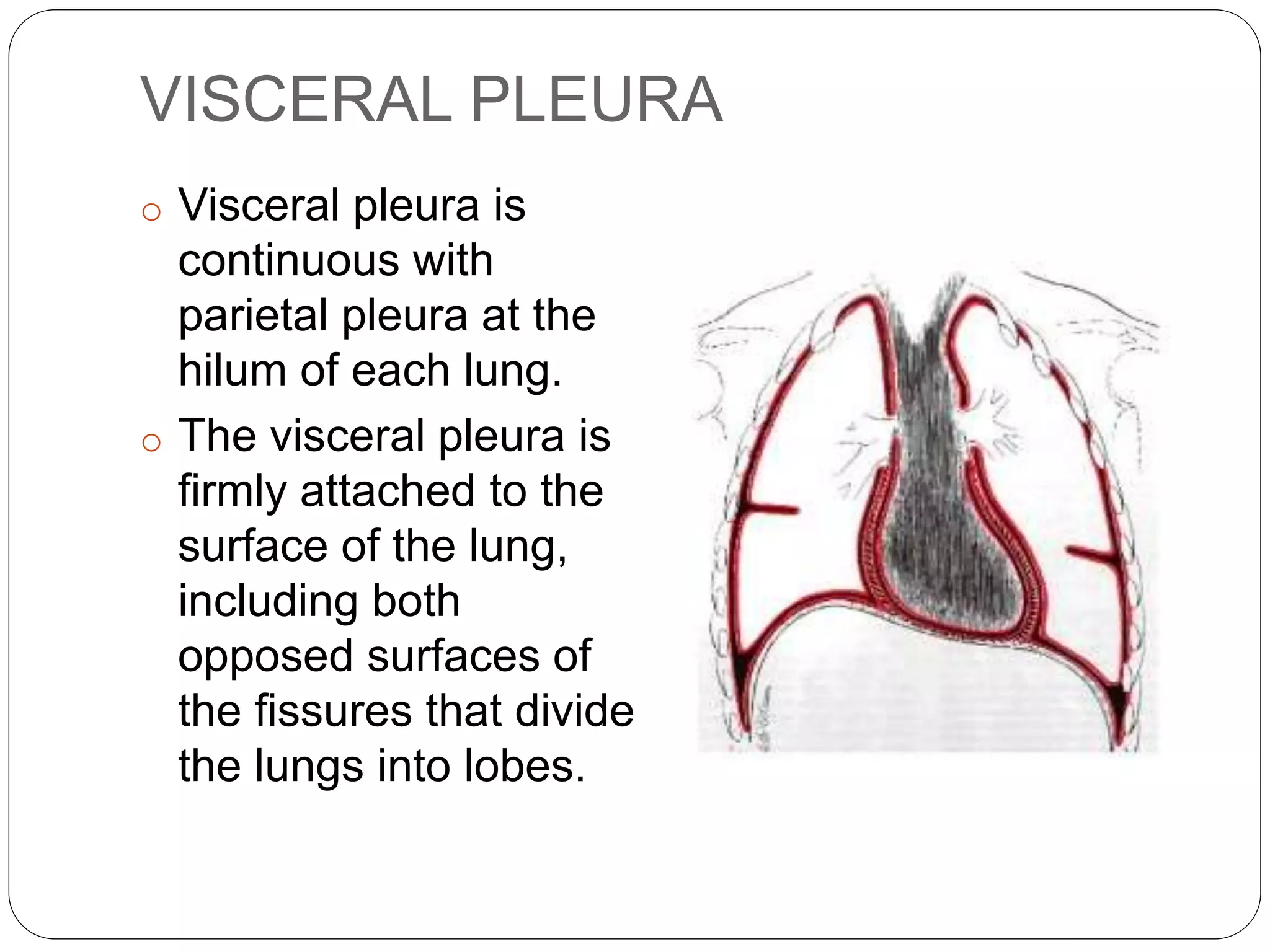 Pleura and pleural cavity copy | PPTX