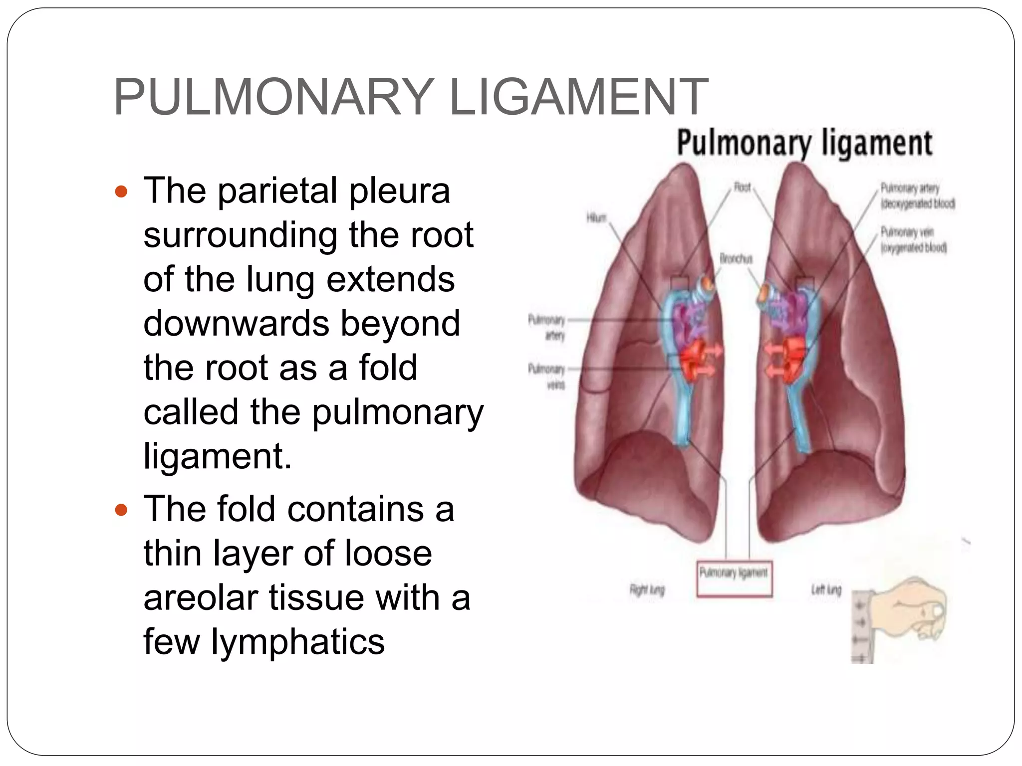 Pleura and pleural cavity copy | PPTX