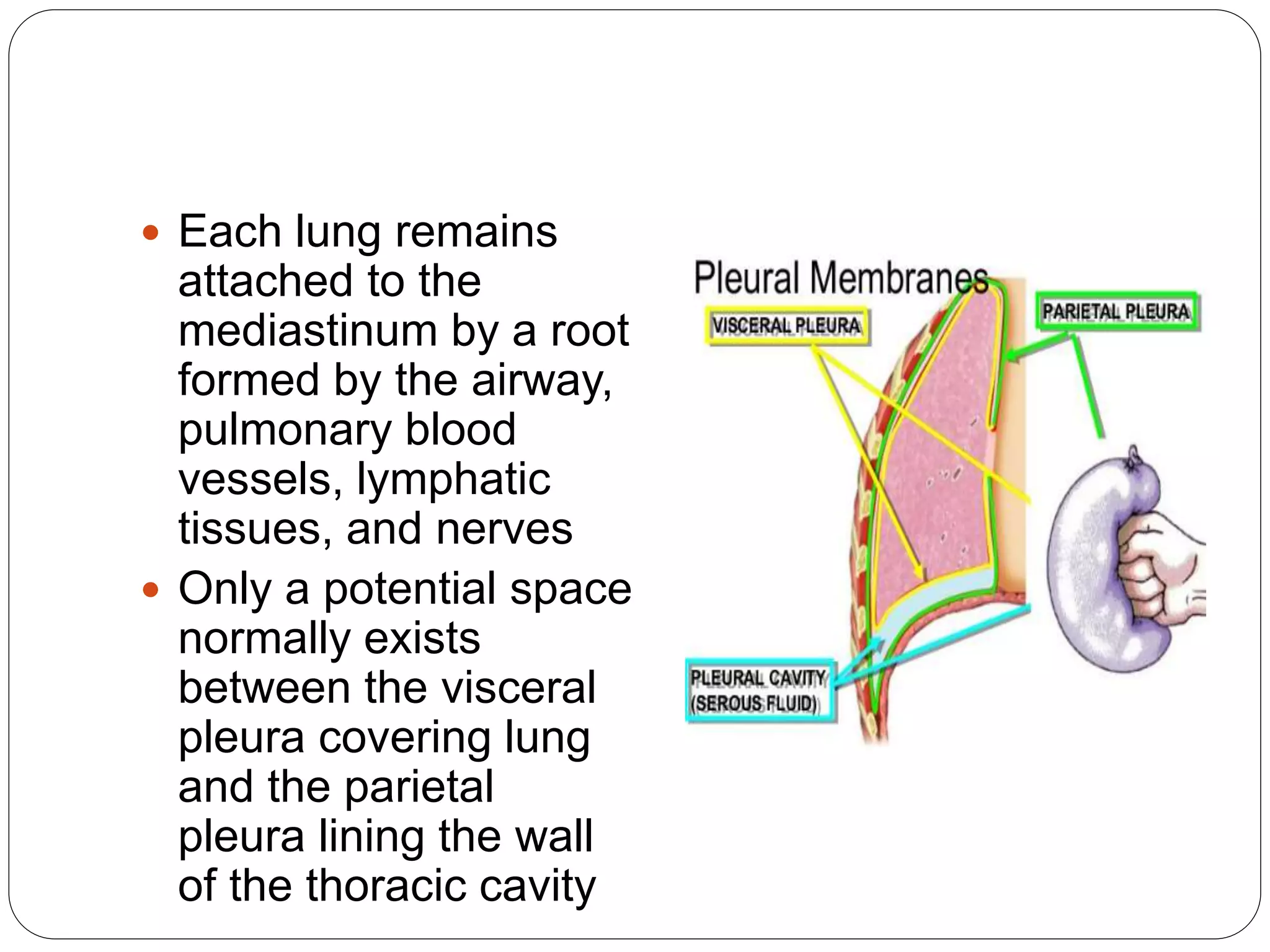 Pleura and pleural cavity copy | PPTX | Death, Injury, or Military ...