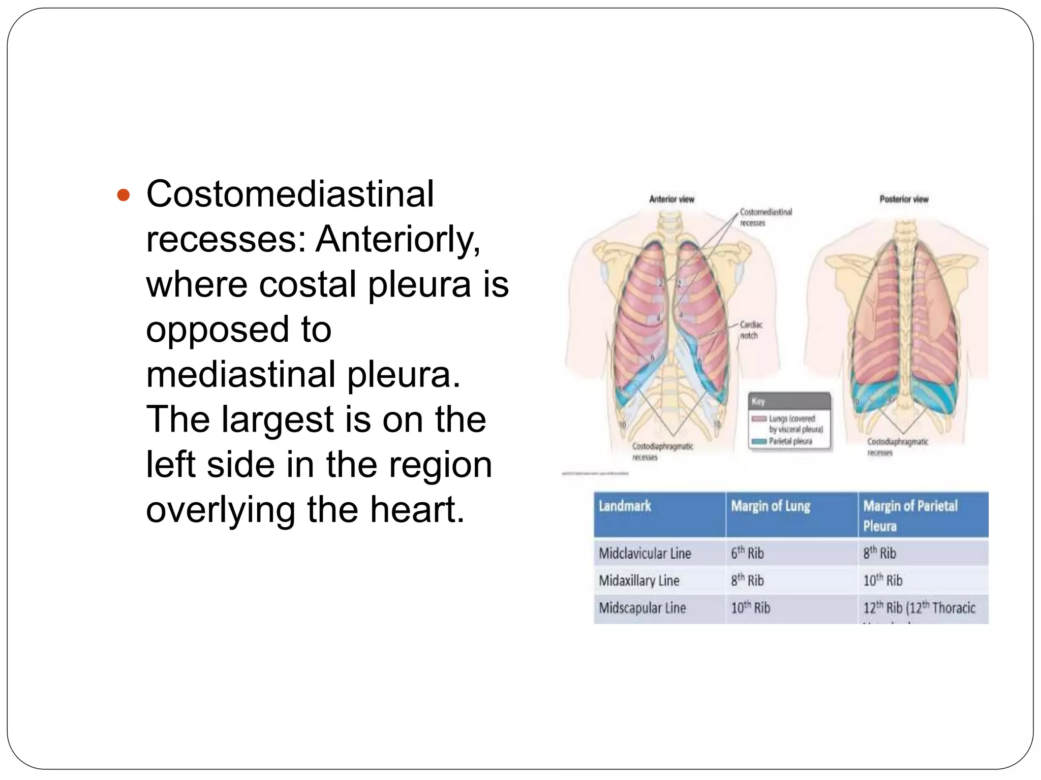 Pleura and pleural cavity copy | PPTX