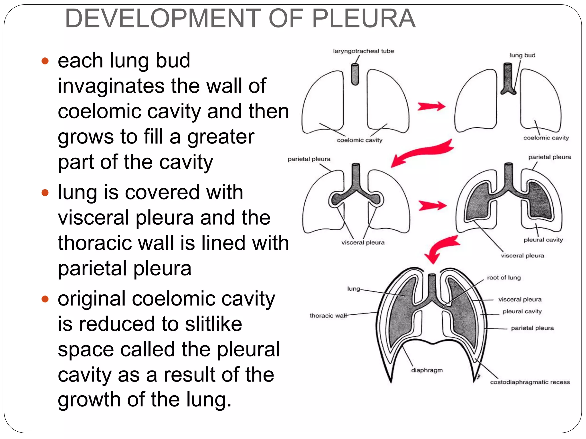 Pleura and pleural cavity copy | PPTX