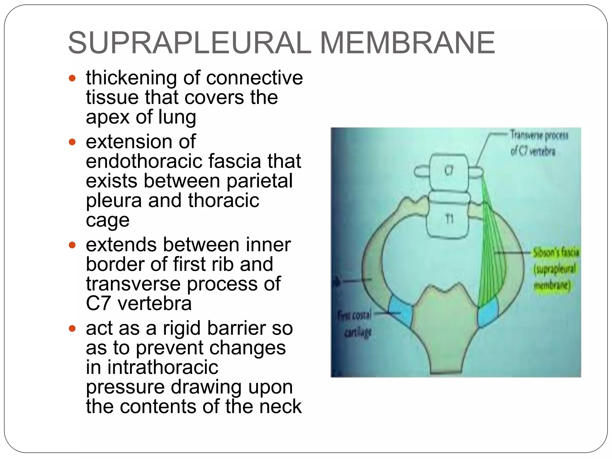Pleura and pleural cavity copy | PPTX