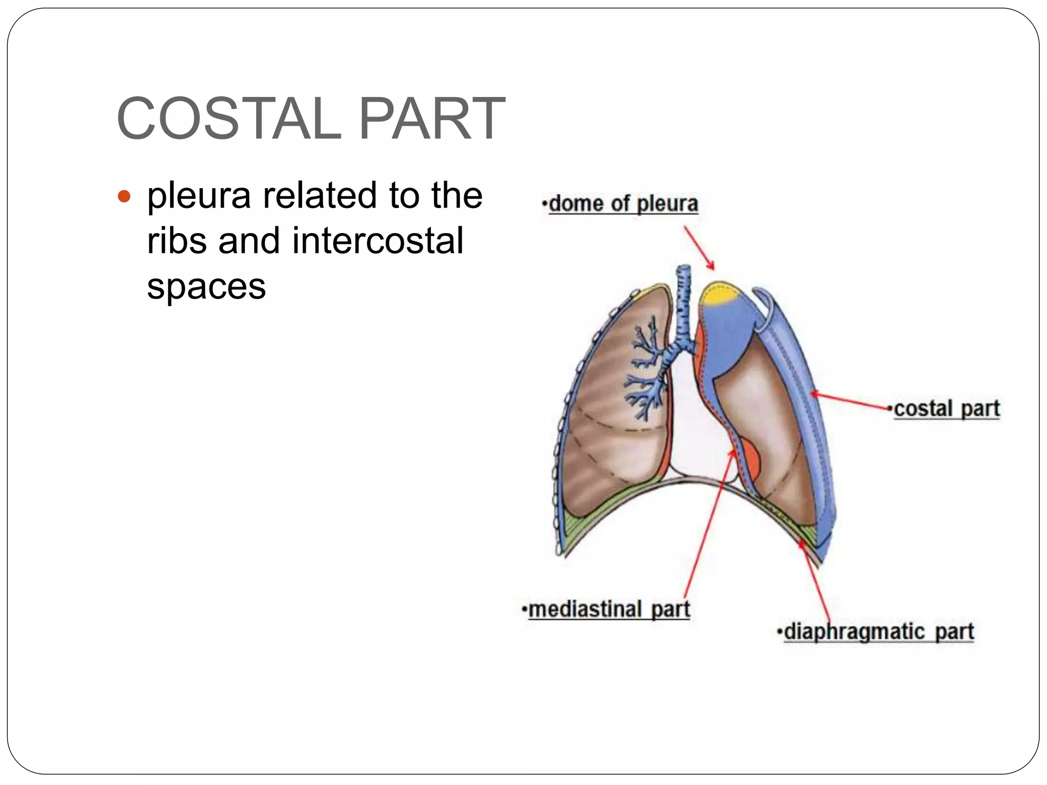 Pleura and pleural cavity copy | PPTX