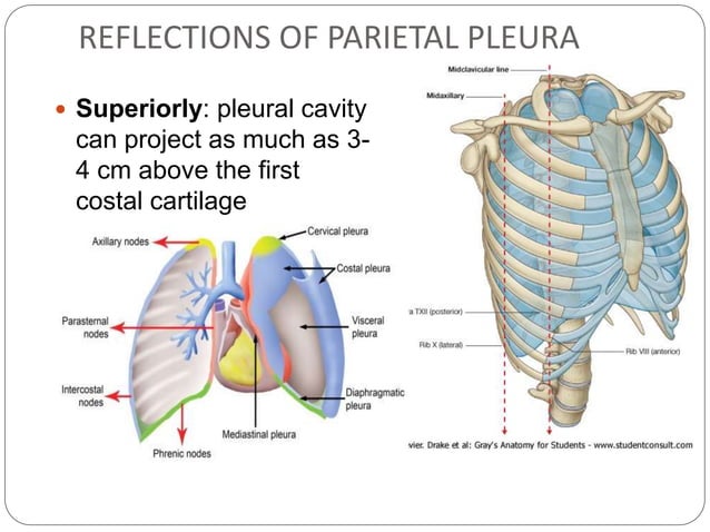 Pleura and pleural cavity copy