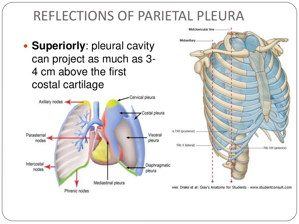 Pleura and pleural cavity copy