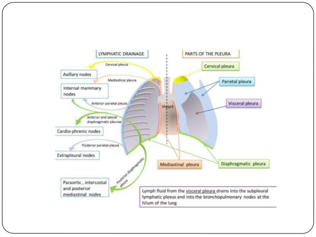 Pleura and pleural cavity copy