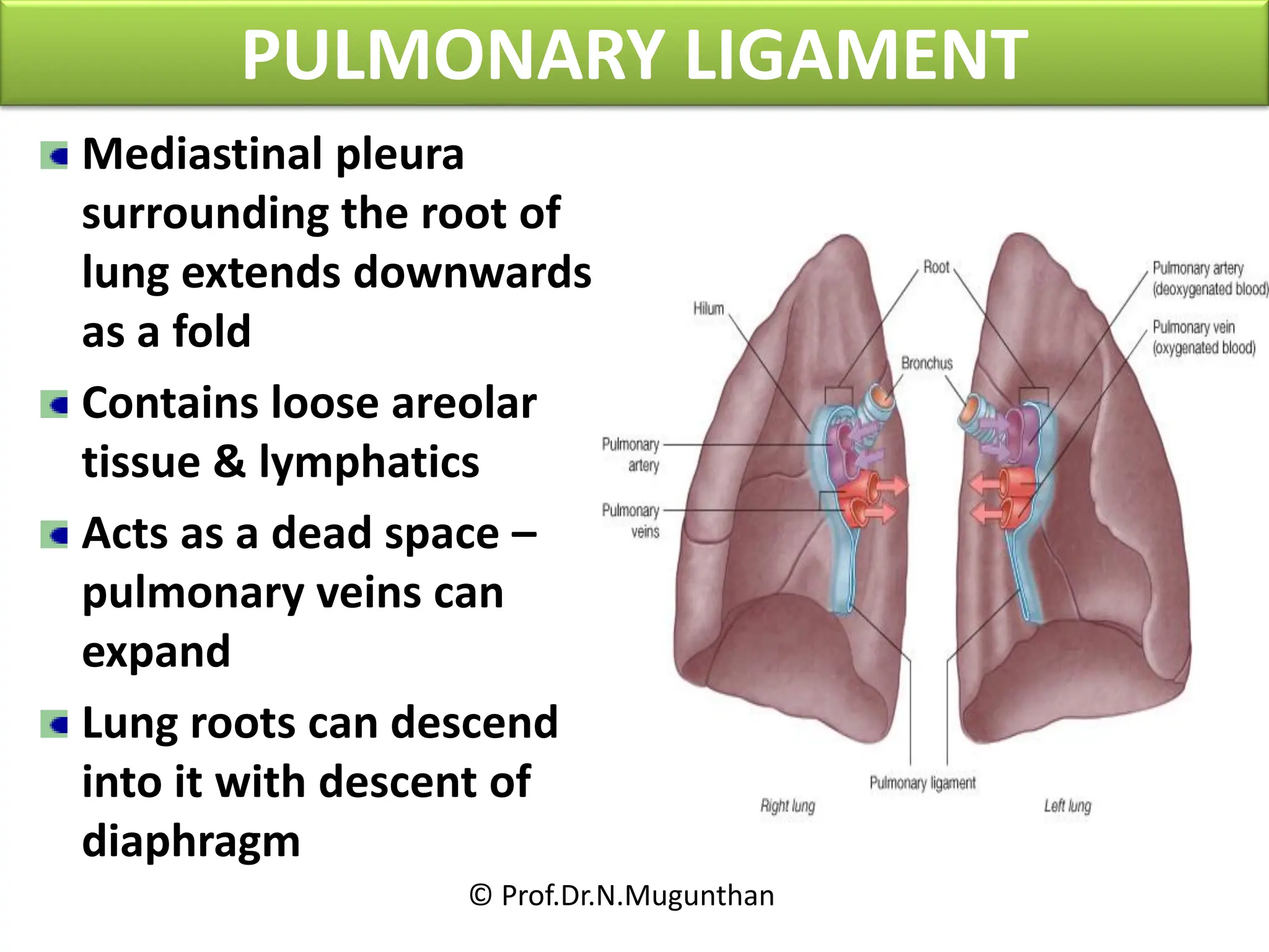 PLEURA & IT'S RECESSES -Prof.Dr.N.Mugunthan.pdf
