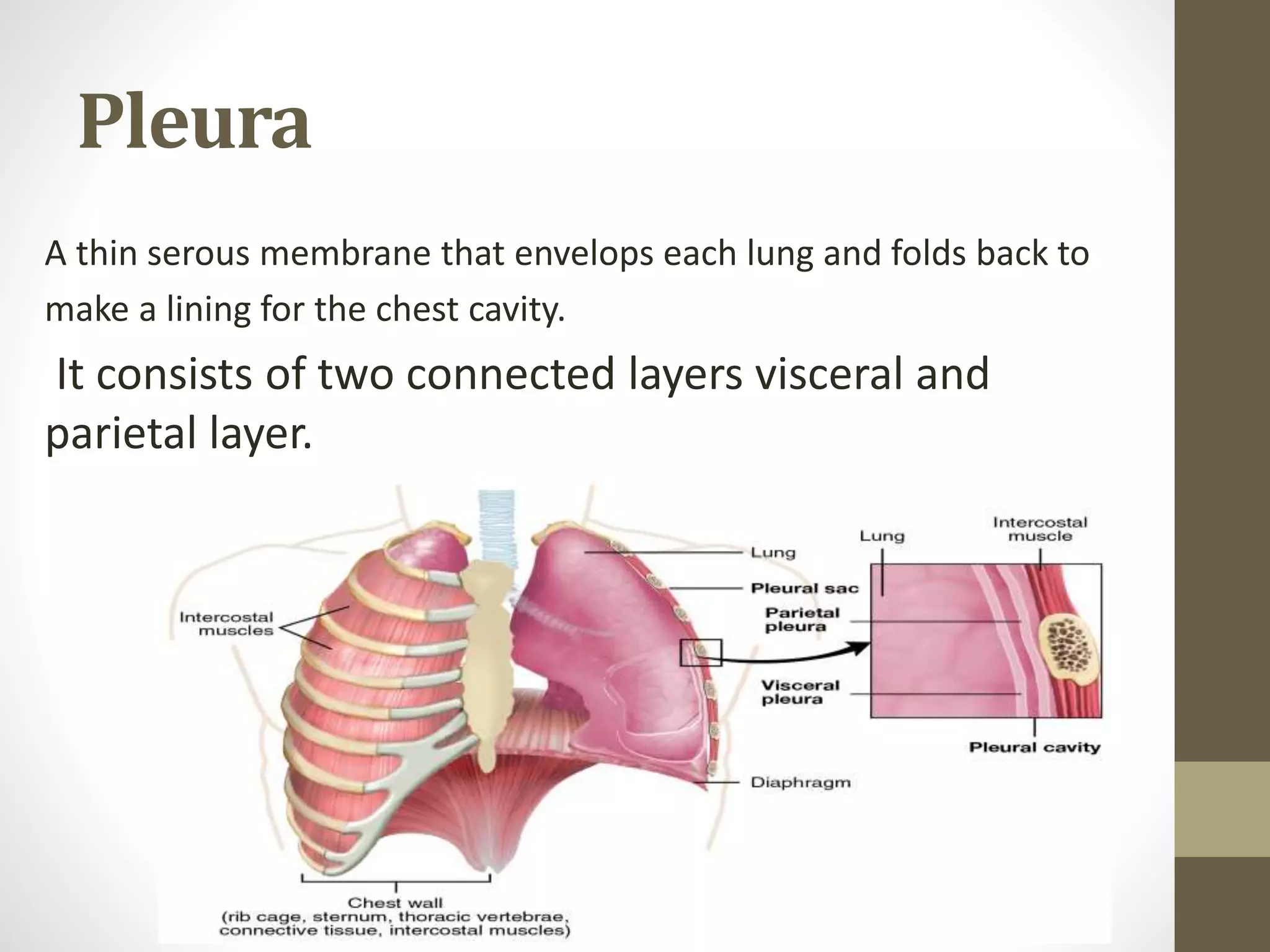 Pleural disease | PPTX
