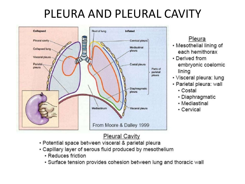 Pleural Effusion And Disorders Of The Pleural Cavity - vrogue.co Pleural Effusion And Disorders Of The Pleural Cavity - vrogue.co