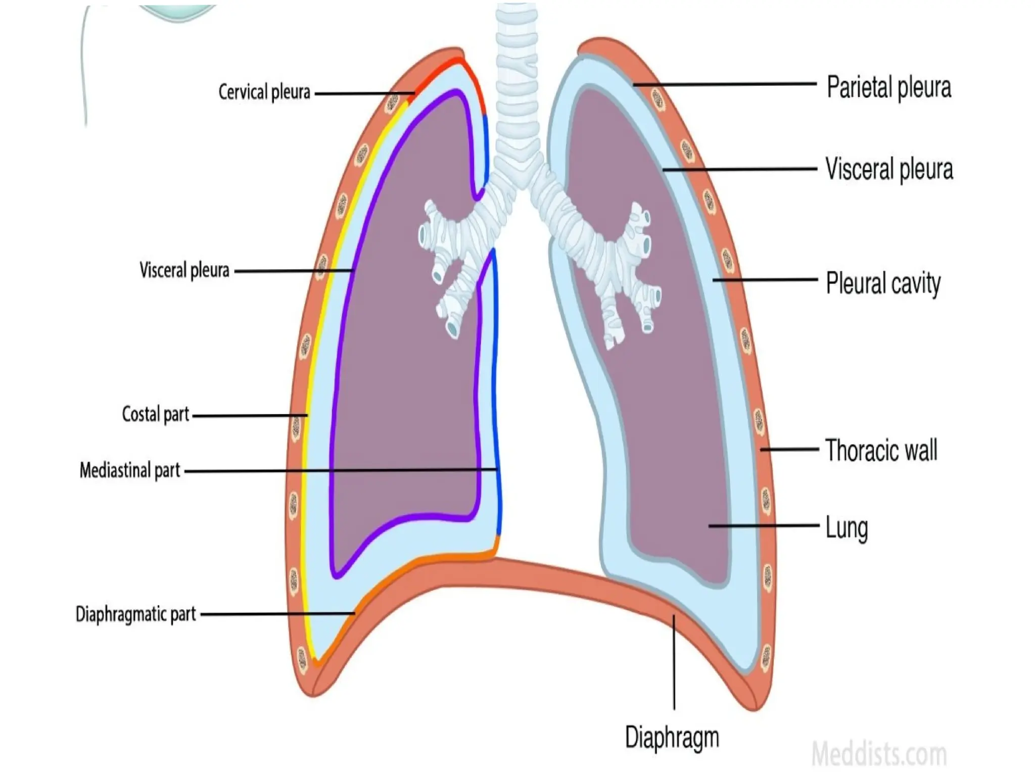 Pleural Effusion in respiratory examination-WPS Office.pptx