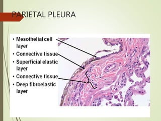 Visceral Pleura Histology