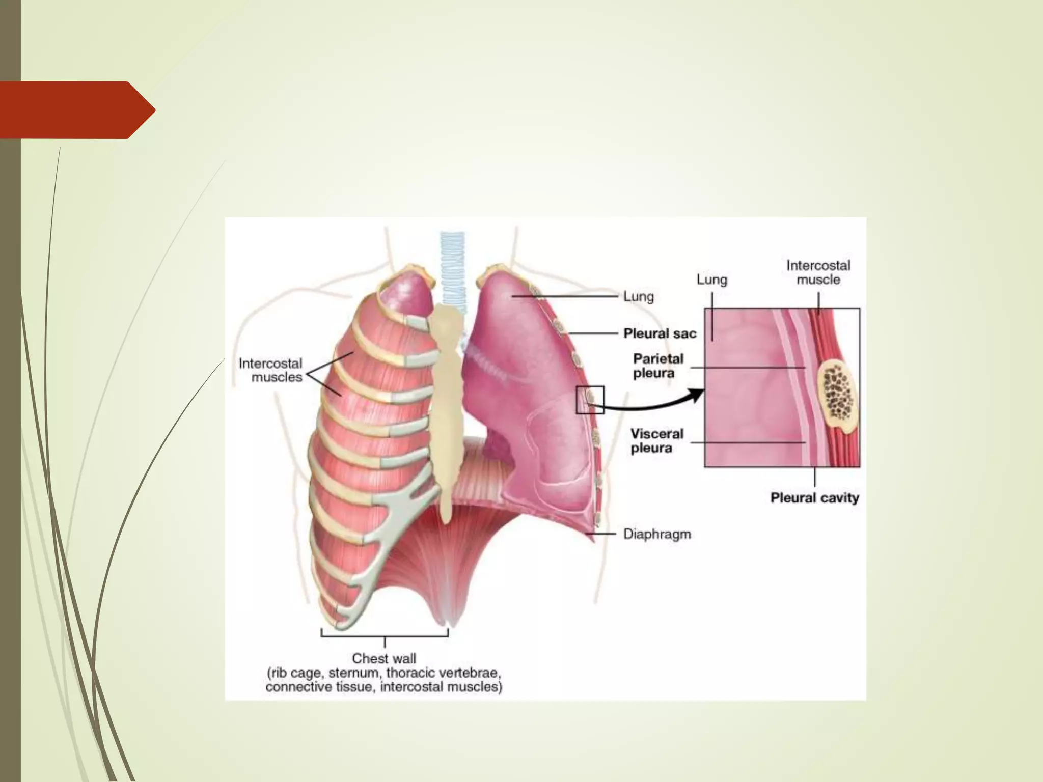 Pleural effusion - Etiopathogenesis, Clinical features, Advances in ...