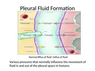 PLEURAL EFFUSION (1).. powerpoint presentations | PPTX