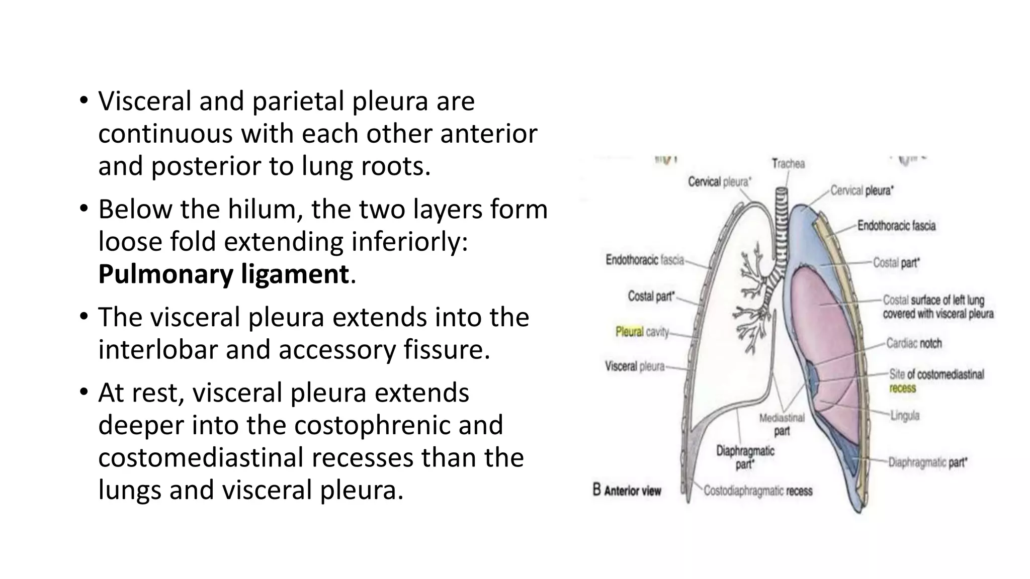 Approach in Pleural pathologies by Dr. Subash Pathak | PPTX