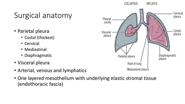 pLEURAL SPACE.pptx