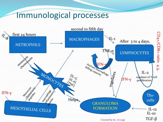 PLEURAL TUBERCULOSIS, (PLEURAL EFFUSION) | PPTX | Lung and Respiratory ...
