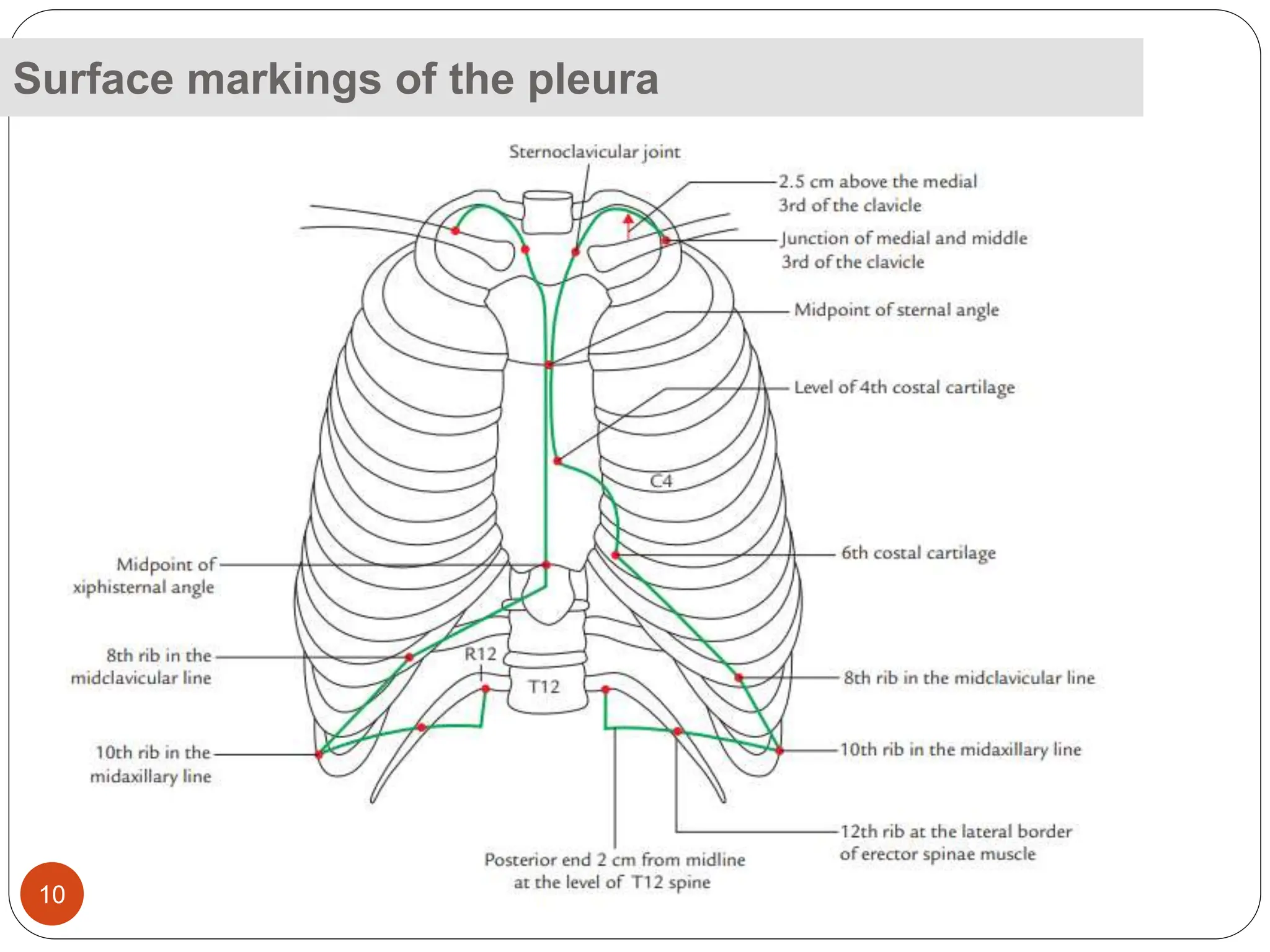 Pleura$lung ppt.pptx assignment of anatomy | PPTX