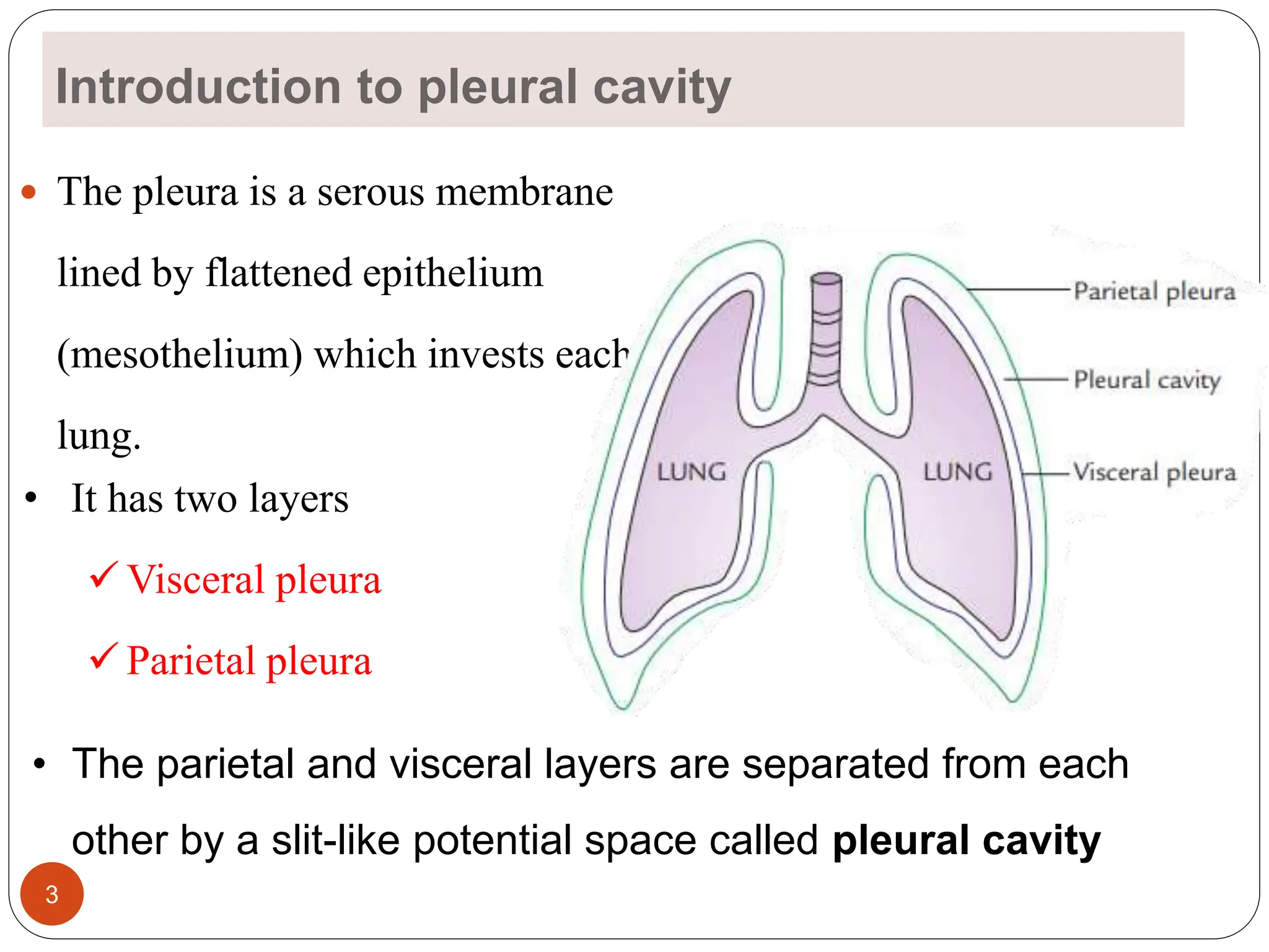 Pleura$lung ppt.pptx assignment of anatomy | PPTX | Death, Injury, or ...