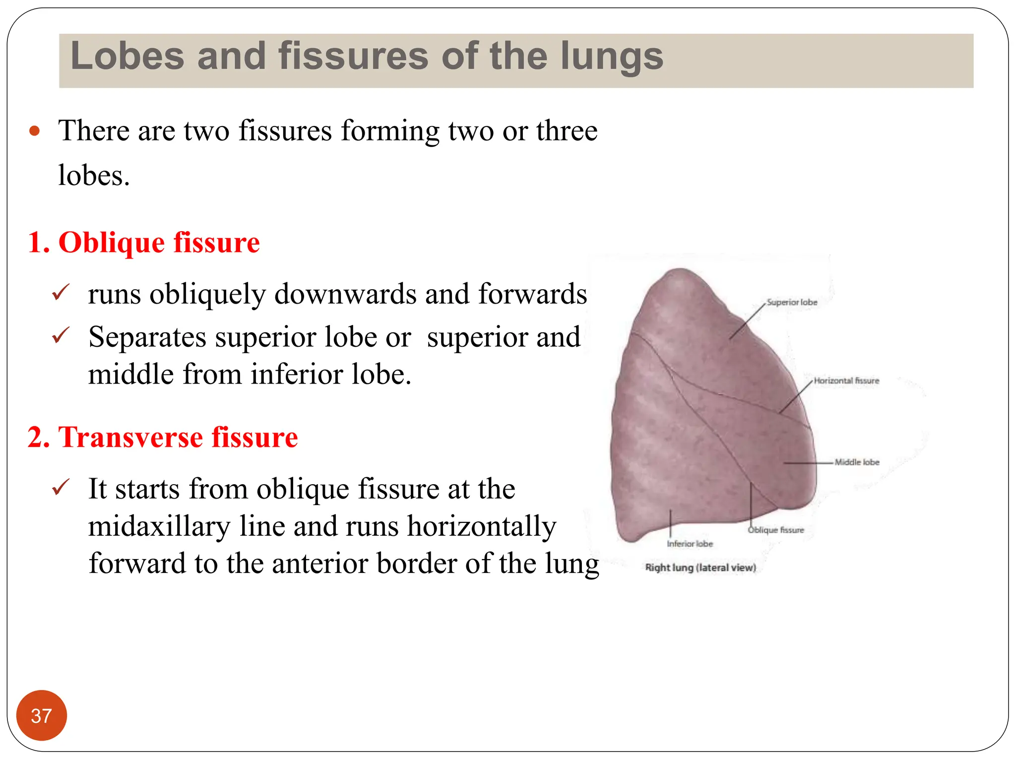 Pleura$lung ppt.pptx assignment of anatomy | PPTX