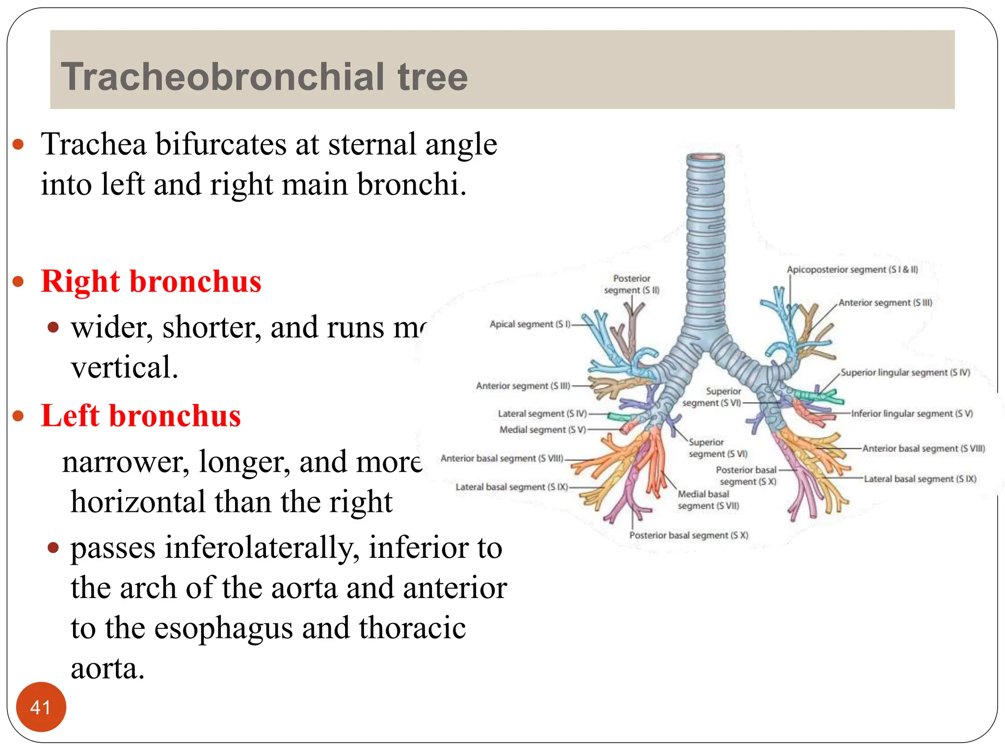 Pleura$lung ppt.pptx assignment of anatomy | PPTX