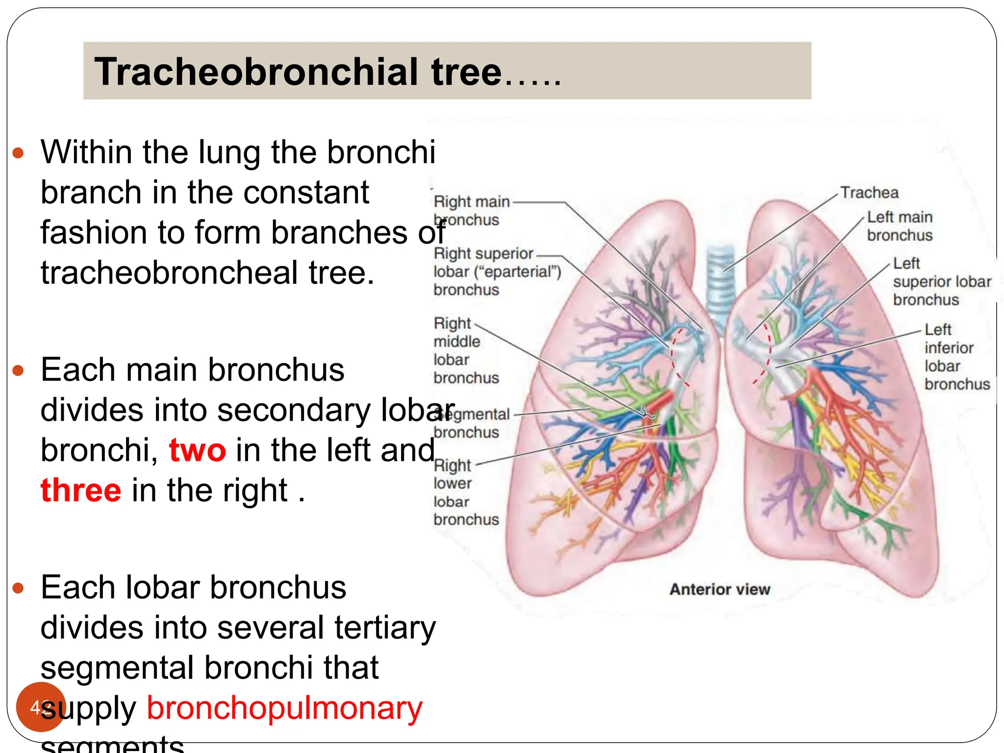 Pleura$lung ppt.pptx assignment of anatomy | PPTX | Death, Injury, or ...