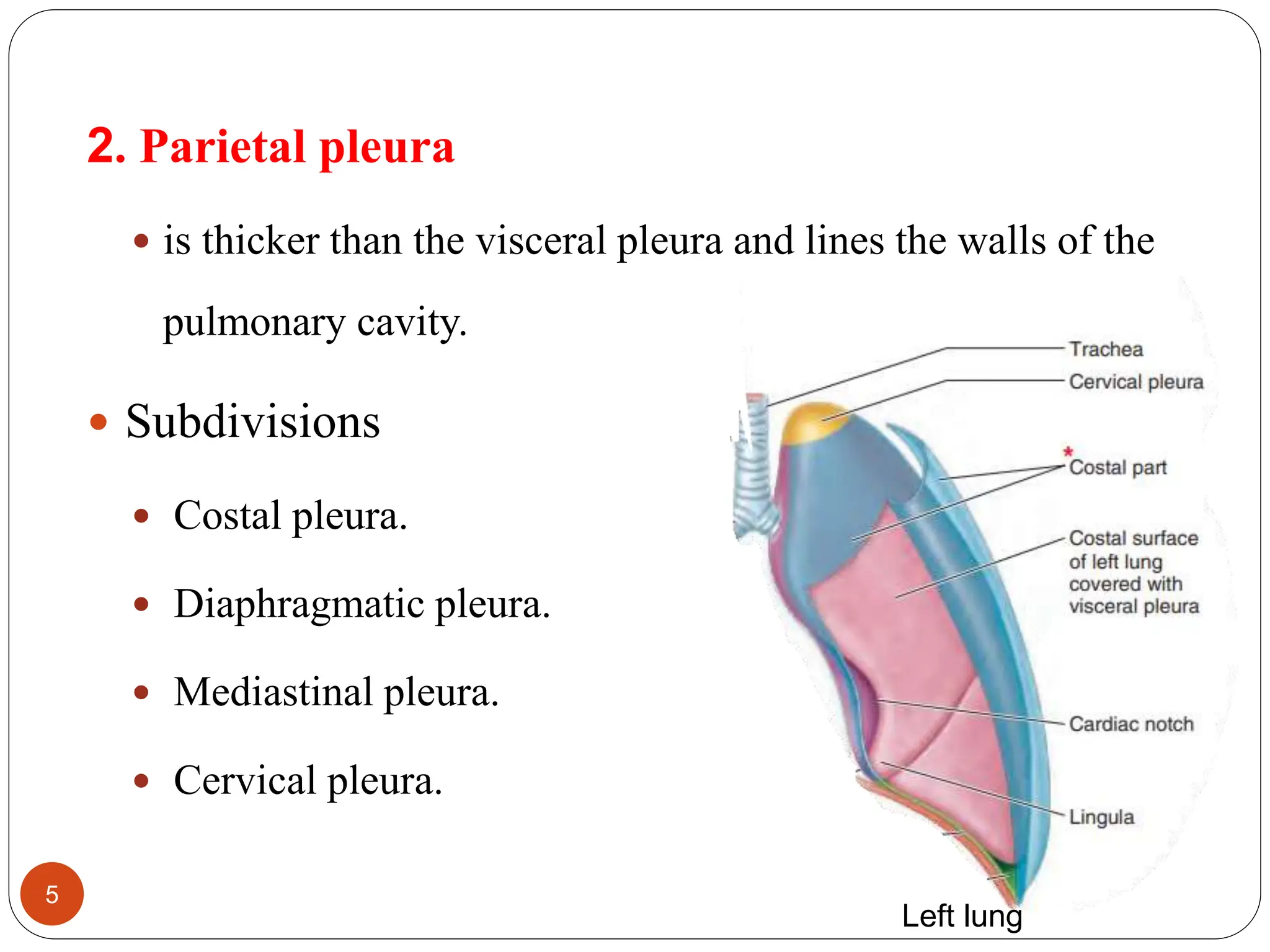 Pleura$lung ppt.pptx assignment of anatomy | PPTX | Death, Injury, or ...