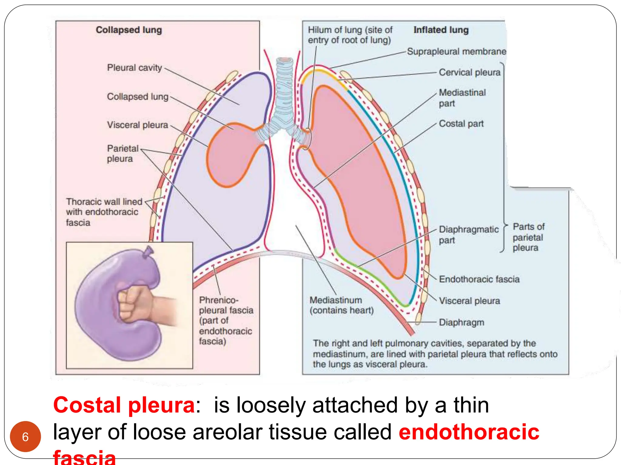 Pleura Lung Ppt Pptx Assignment Of Anatomy Pptx