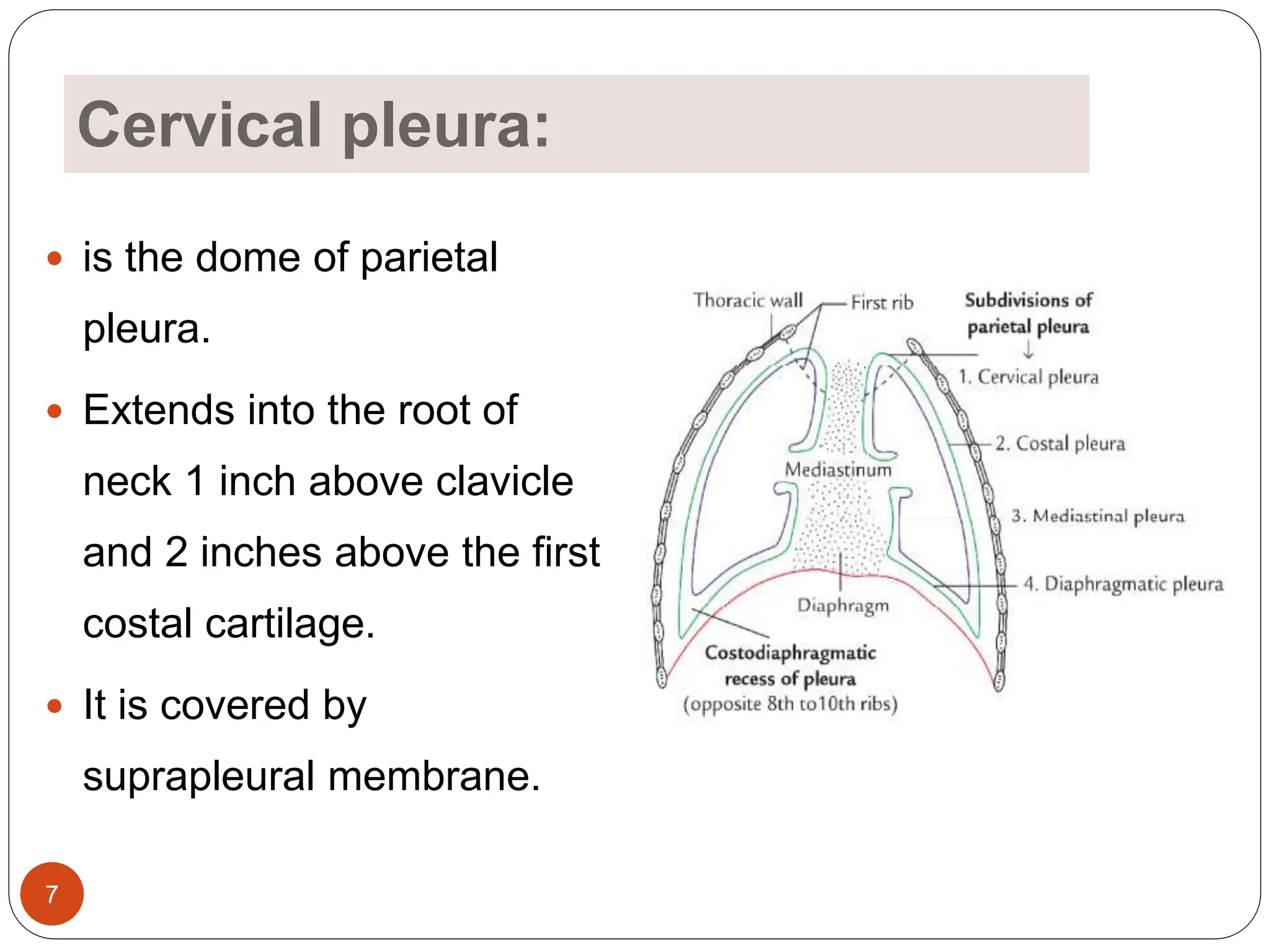 Pleura$lung ppt.pptx assignment of anatomy | PPTX