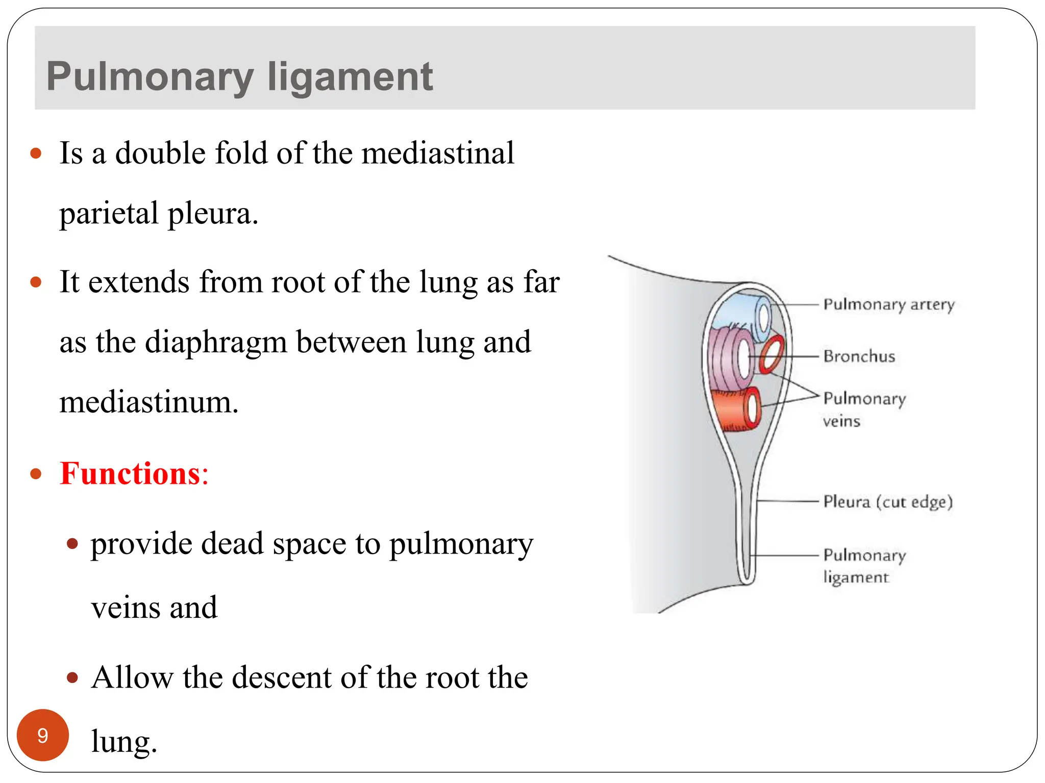 Pleura$lung ppt.pptx assignment of anatomy | PPTX