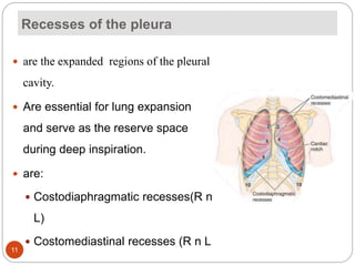 Pleura$lung ppt.pptx assignment of anatomy | PPTX