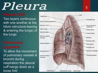 Pleura & lungs 1 l4 dr kandil | PPT