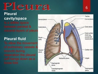 Pleura & lungs 1 l4 dr kandil | PPT