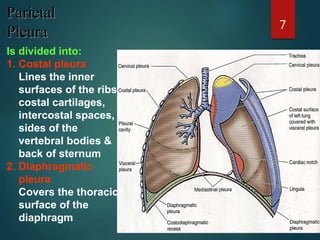Pleura & lungs 1 l4 dr kandil | PPT