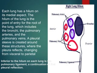 Pleura & lungs 1 l4 dr kandil | PPT