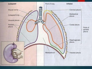 Cupula Of Lung