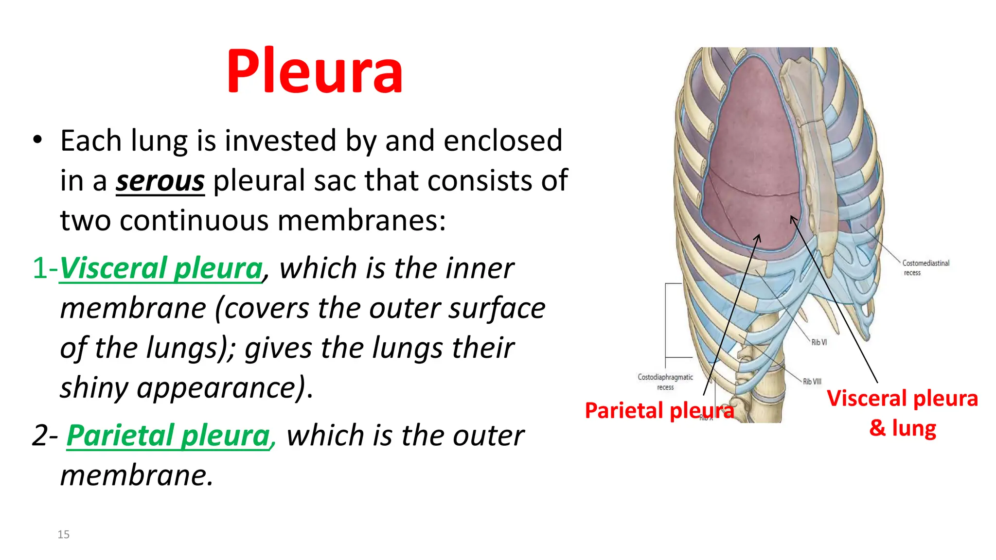 respiratory system anatomy Pleura & Lungs dr khalid.pptx