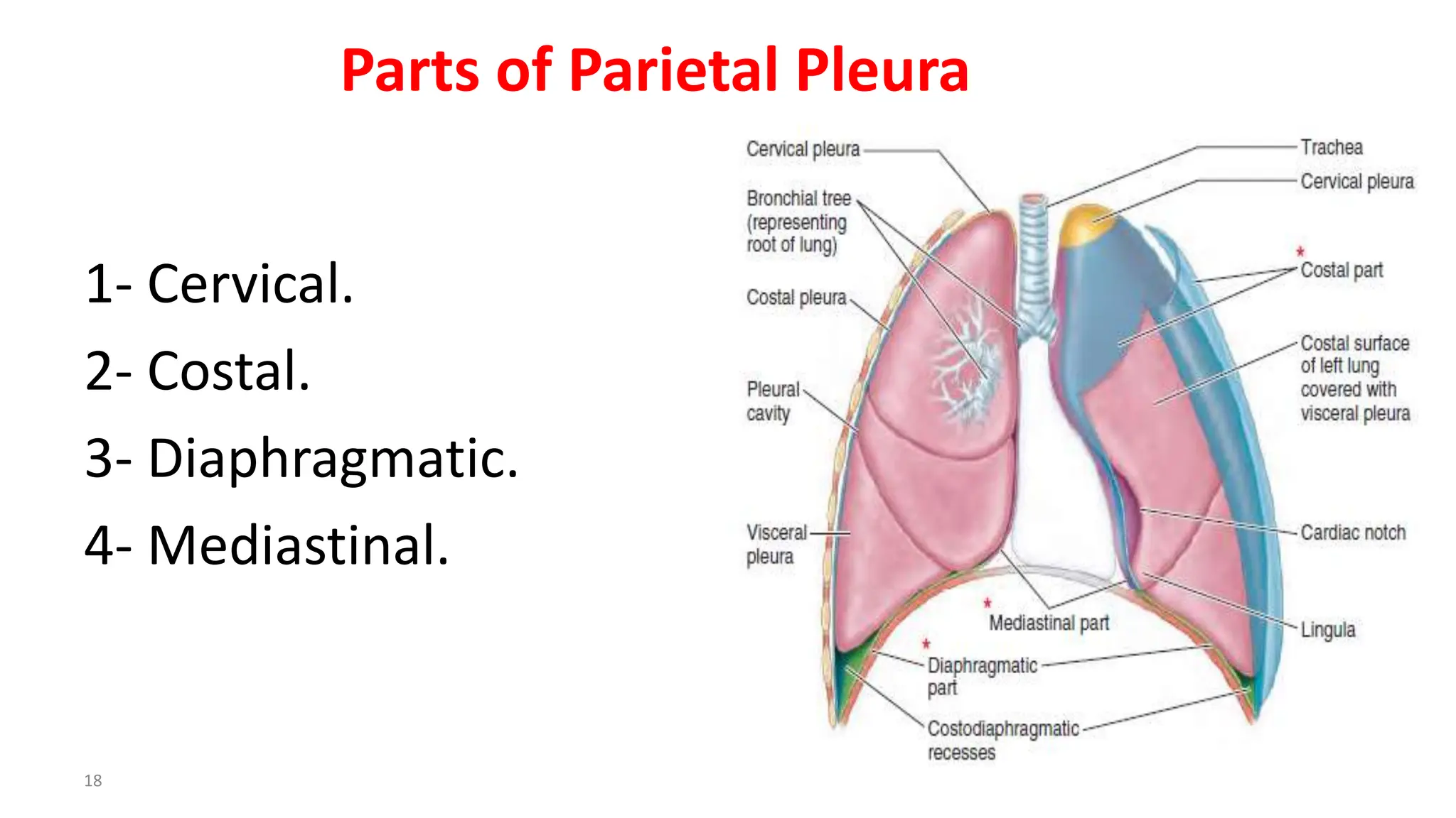 respiratory system anatomy Pleura & Lungs dr khalid.pptx