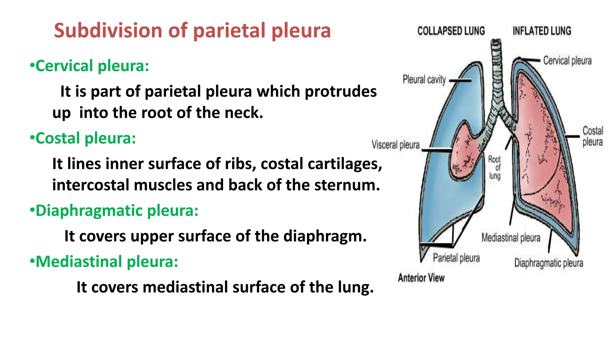 respiratory system anatomy Pleura & Lungs dr khalid.pptx