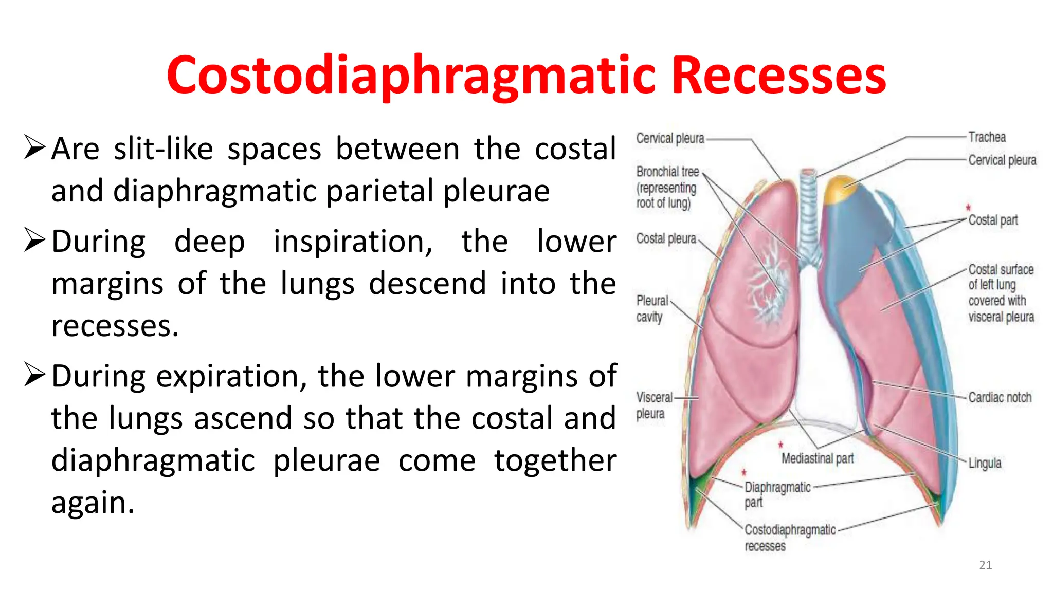respiratory system anatomy Pleura & Lungs dr khalid.pptx