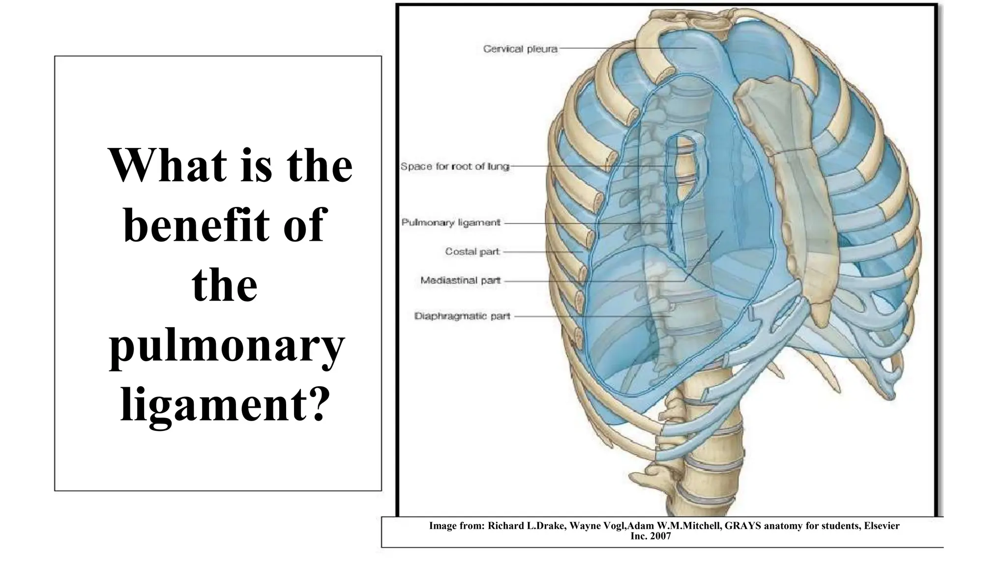 respiratory system anatomy Pleura & Lungs dr khalid.pptx