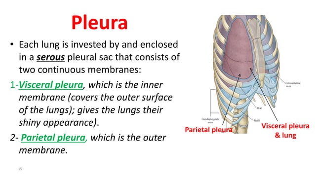 respiratory system anatomy Pleura & Lungs dr khalid.pptx